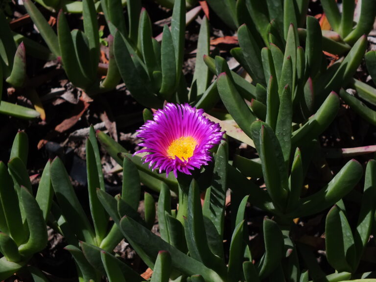 Docas – Vivero El Olivar