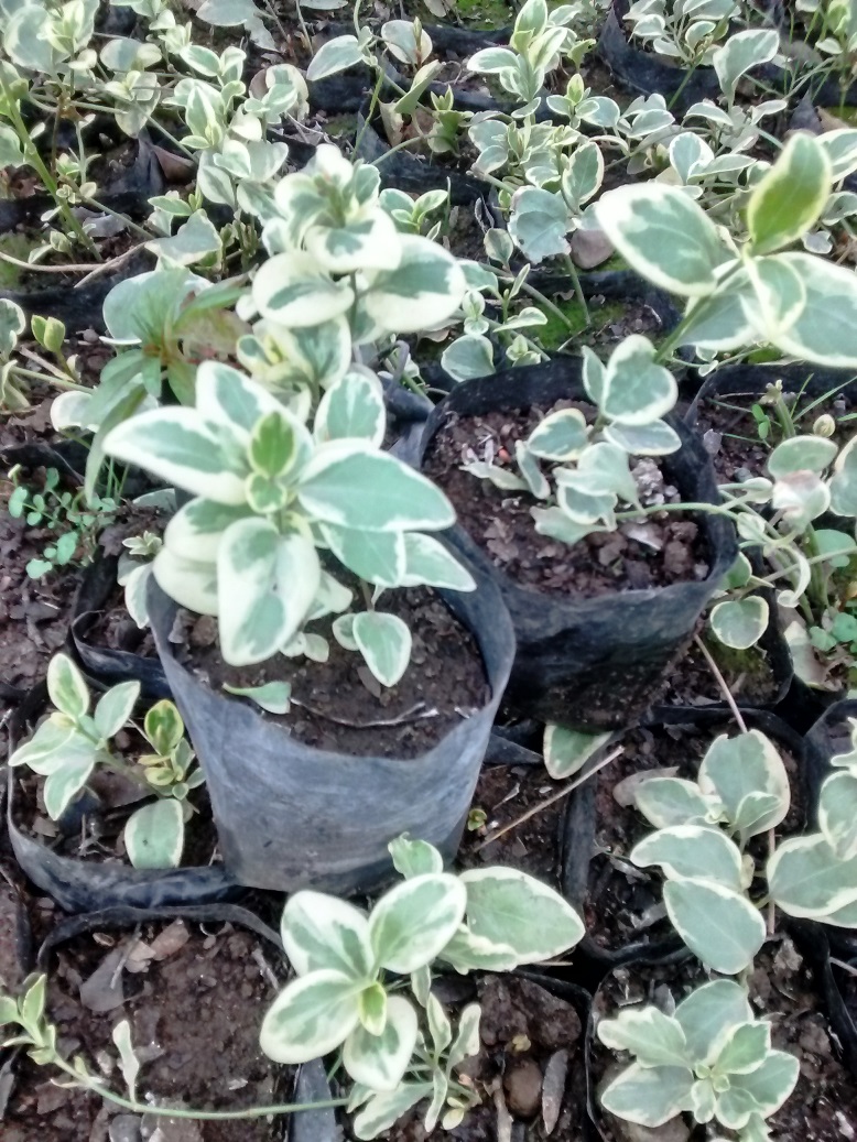 Vinca Major Variegada – Vivero El Olivar