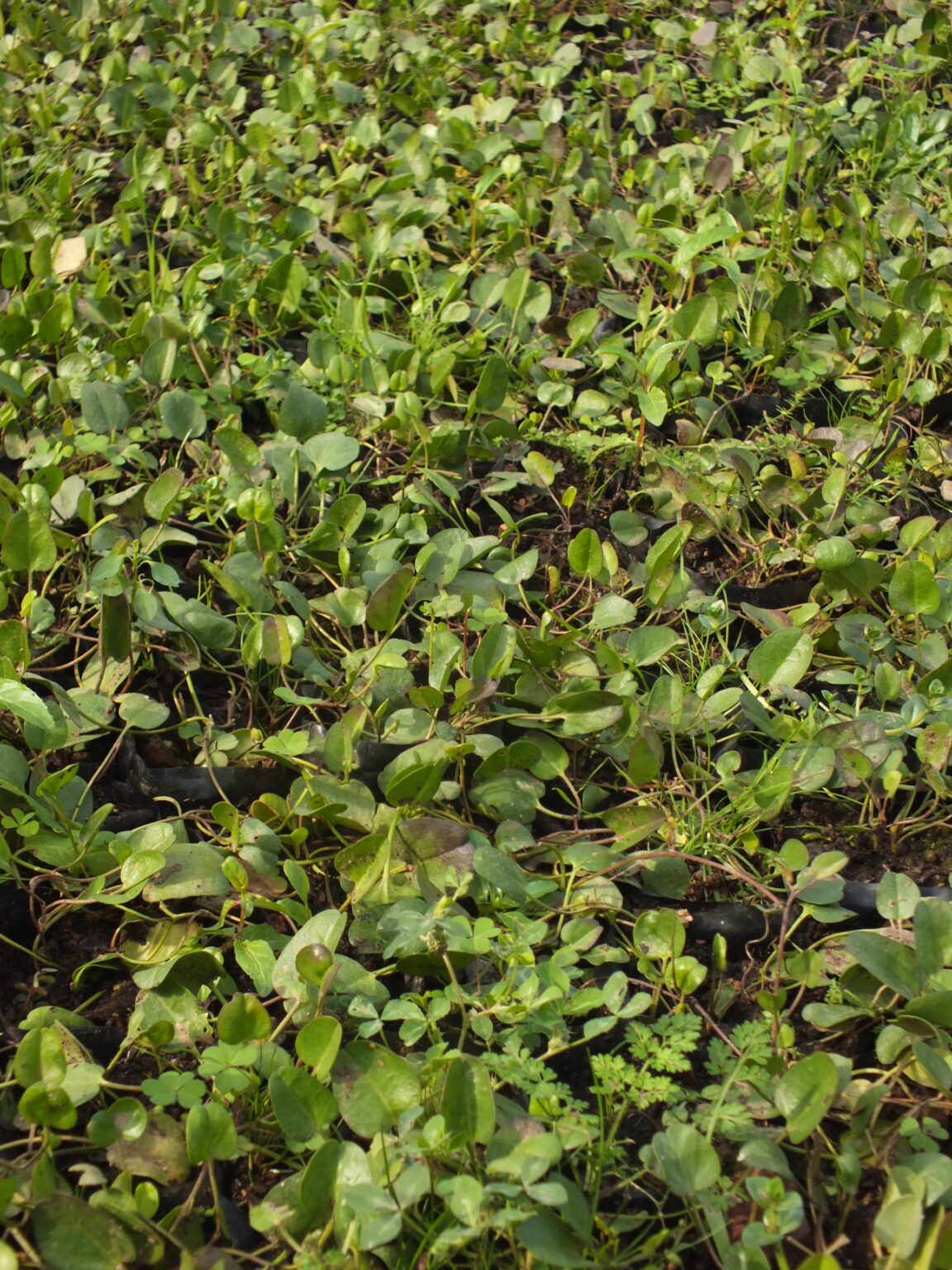 Falkia Repens – Vivero El Olivar