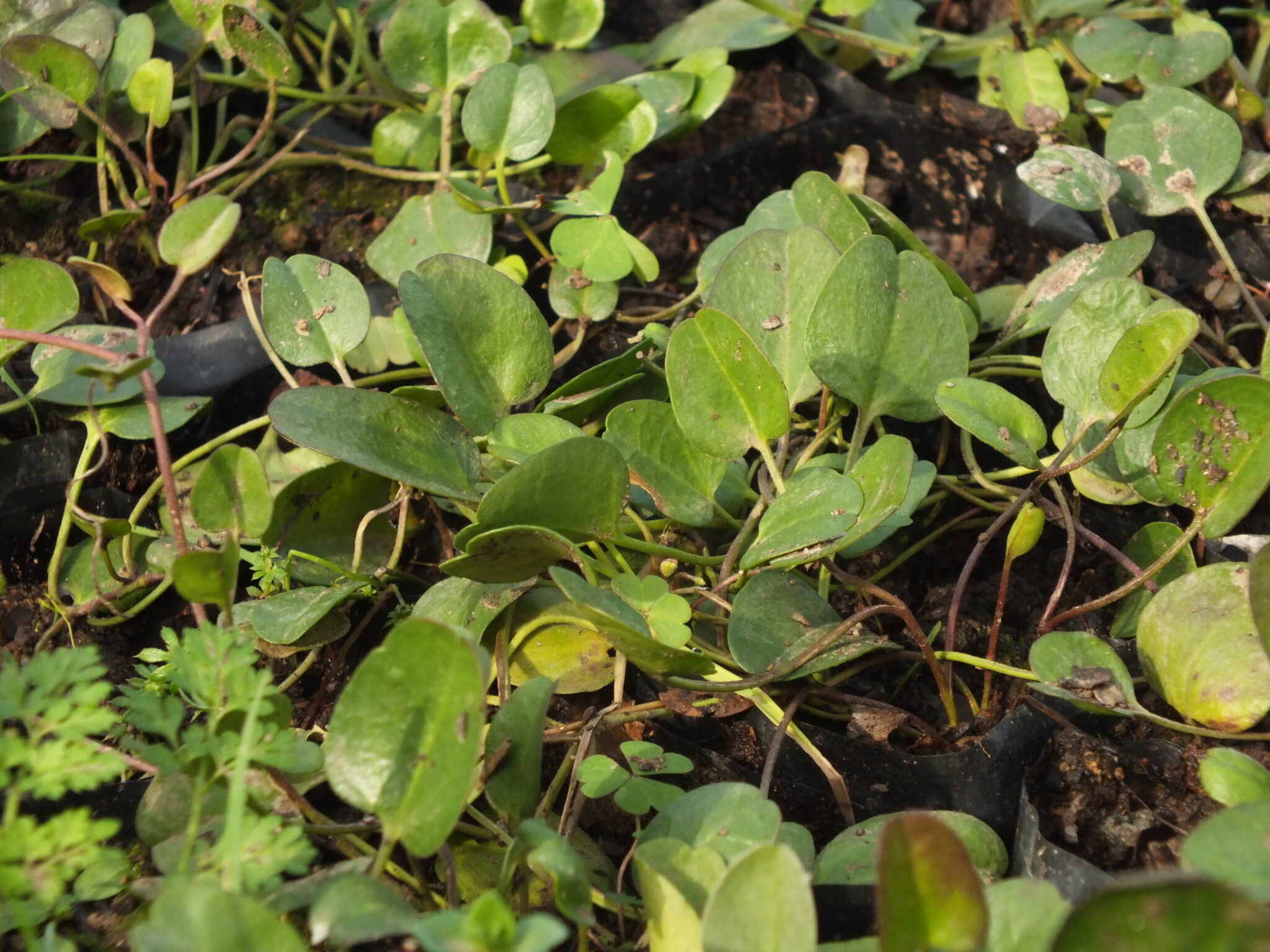 Falkia Repens – Vivero El Olivar