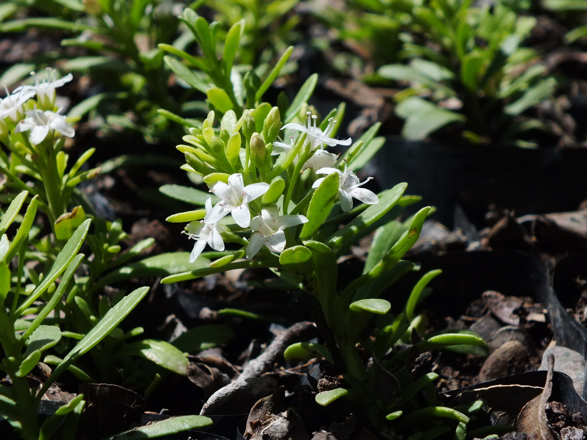 Mioporo Rastrero – Vivero El Olivar