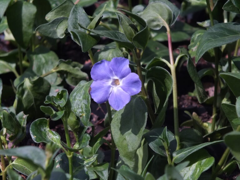 Vinca Mayor Verde – Vivero El Olivar
