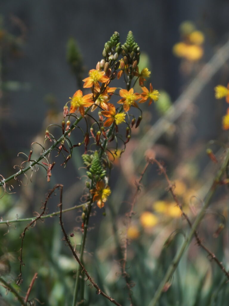 Catálogo – Vivero El Olivar